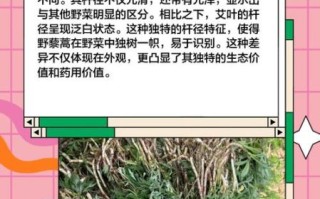 野生藜蒿图片怎么识别_野生藜蒿和艾草区别