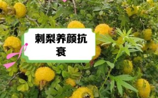 贵州刺梨的功效与作用_刺梨真的能美白吗