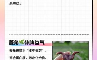 菱角的营养价值_菱角的功效与作用