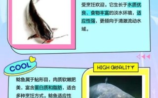 鲶鱼跟清江鱼怎么辨认_清江鱼是鲶鱼吗