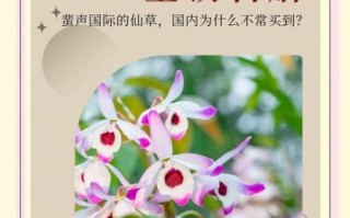 金钗石斛和铁皮石斛的区别_哪个更好