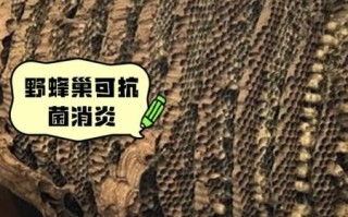 蜂巢的作用与功效_蜂巢怎么吃最好