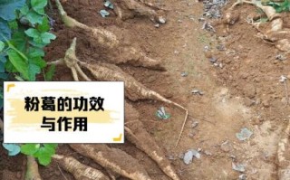 粉葛根图片长什么样_粉葛根真假辨别方法