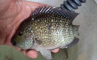 花雕鱼是罗非鱼吗_花雕鱼和罗非鱼的区别