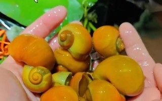 如何挑选黄金螺_黄金螺怎么养