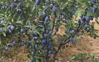 西梅是什么季节的水果_西梅几月份成熟