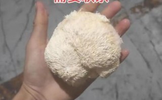 野生猴头菇多少钱一斤_怎么辨别真假野生猴头菇