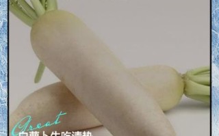 生吃白萝卜的功效与作用_生吃白萝卜的禁忌有哪些