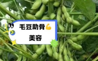 毛豆的功效与禁忌_哪些人不能吃毛豆