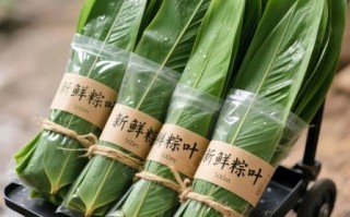 鲜粽叶怎么处理才能用_鲜粽叶使用前要不要煮