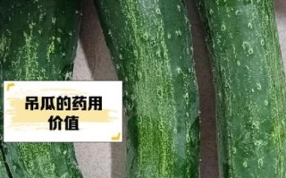 成熟吊瓜图片怎么识别_吊瓜什么时候采摘最好