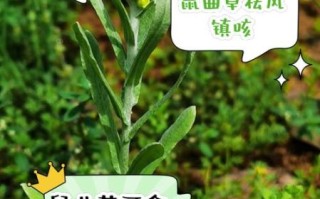 鼠曲草的功效与作用_鼠曲草怎么吃效果最好