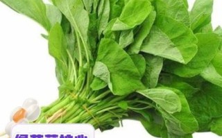 苋菜的功效与作用_苋菜怎么吃最补血