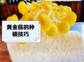 黄金菇怎么做好吃_黄金菇的做法大全