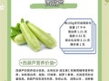 西葫芦的营养价值_西葫芦的禁忌有哪些