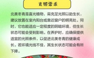 北美冬青图片_如何养护北美冬青