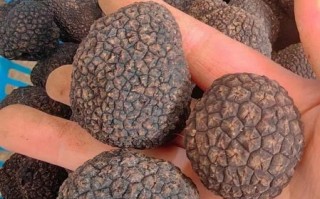 黑松露多少钱一斤_黑松露价格为什么那么贵