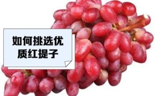 红提子图片怎么拍_红提子品种有哪些