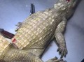 鳄鱼肉多少钱一斤_鳄鱼肉价格为什么这么贵