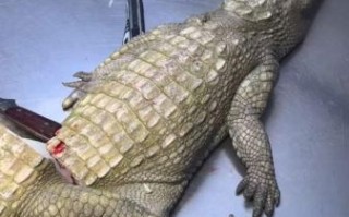 鳄鱼肉多少钱一斤_鳄鱼肉价格为什么这么贵