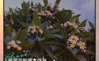 鸡蛋花有什么功效_鸡蛋花怎么吃