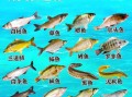淡水鱼种类有哪些_海水鱼分类大全