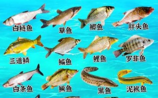 淡水鱼种类有哪些_海水鱼分类大全