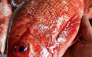 红色的海鱼有哪些品种_怎么分辨真假红鲷