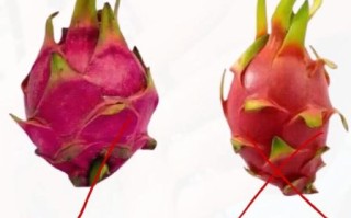 火龙果怎么挑选_火龙果怎么保存