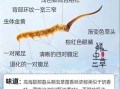 鲜虫草的功效与作用_鲜虫草怎么吃效果最好
