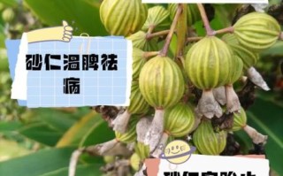 沙仁是什么_沙仁的功效与作用