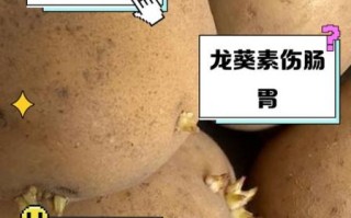 土豆发芽到什么程度不能吃_如何判断土豆发芽程度