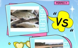 鲈鱼图片真实图片_如何辨别野生与养殖