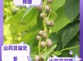 山药豆和山药的区别_哪个营养价值更高