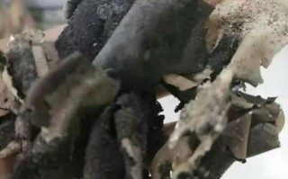 石耳怎么吃_石耳泡发要多久