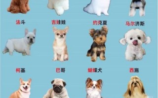 便宜好养的小型犬有哪些_新手适合养什么小型犬