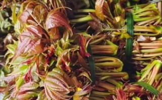 香椿是什么季节_香椿几月份吃最好