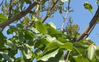 开心果树叶子长什么样_开心果树叶子图片大全