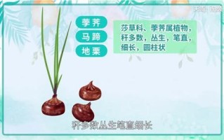 马蹄的拼音怎么读_马蹄拼音正确写法