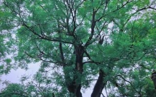 槐树招鬼是真的吗_槐树为什么招鬼