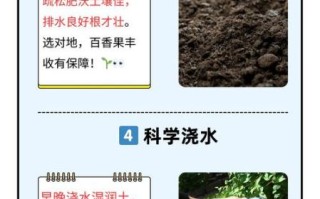 百香果什么时候种_百香果怎么种才高产