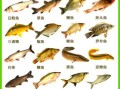 常见鱼类大全名称图片_淡水鱼种类有哪些