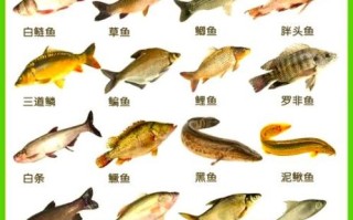 常见鱼类大全名称图片_淡水鱼种类有哪些