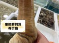 中国象拔蚌多少钱一斤_象拔蚌价格为什么差距大
