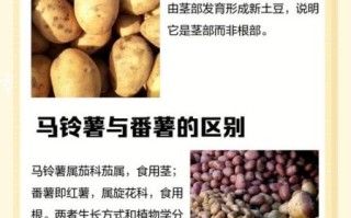 马铃薯和土豆是一个东西吗_区别与营养价值