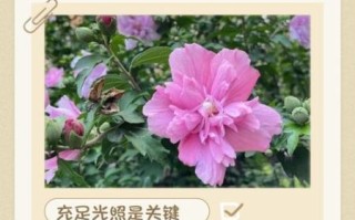 木槿花的花语是什么_木槿花怎么养护