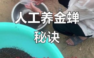 知了怎么养_知了养殖注意事项