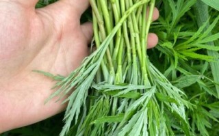 野生芦蒿图片怎么识别_野生芦蒿和艾草区别