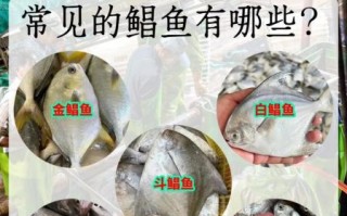 鲳鱼种类图片大全_如何区分常见鲳鱼品种
