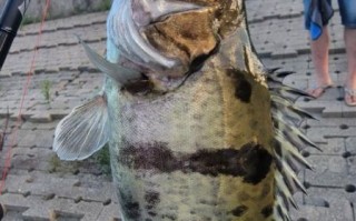 鳜鱼图片高清_鳜鱼高清图怎么拍